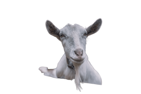 Accueil - Fromagerie Jacquin